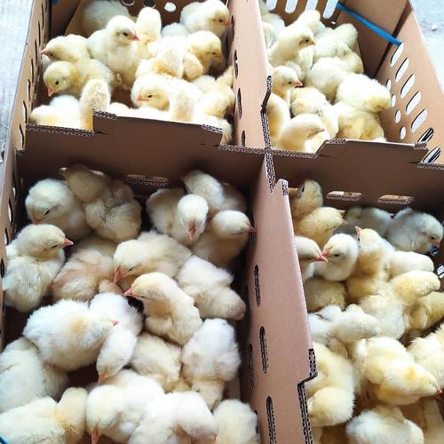 Jual Doc Anak Ayam Broiler (Pedaging Cepat Besar 23 Hari Bobot 1Kg Up ...