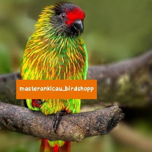 Jual burung Nuri Aru papua sultan jinak total mewah - Jakarta Timur ...
