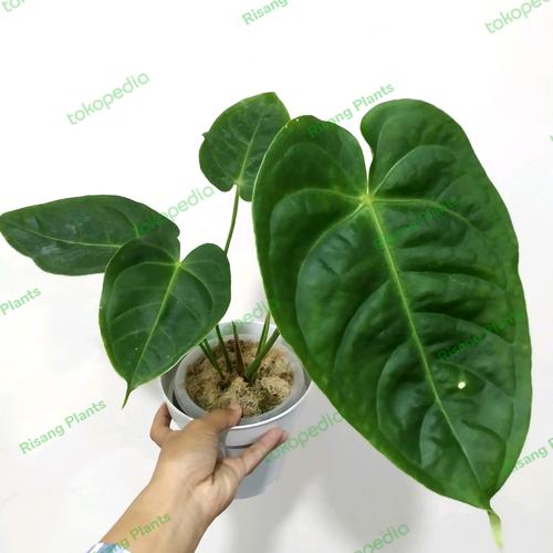 Jual anthurium mangkochii (Mangkok x Veitchii) real picture - Kab ...