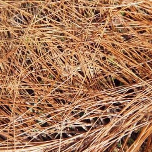 Jual daun pinus kering bahan sarang burung/kerajinan 1 kg - Kab. Bogor ...