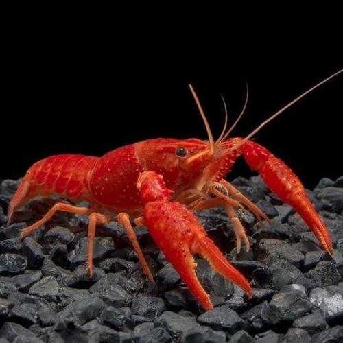 Jual lobster hias aquarium/lobster merah/hiasan/pemanis aquarium - Kab ...
