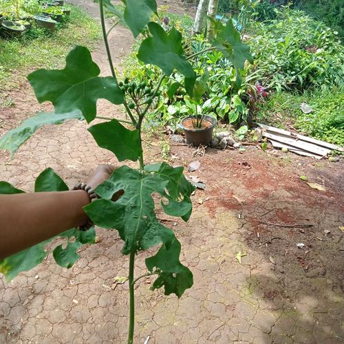 Jual bibit stek batang tanaman tekokak - Kab. Bogor - MALA TAMAN ... Jual bibit stek batang tanaman tekokak - Kab. Bogor - MALA TAMAN ...