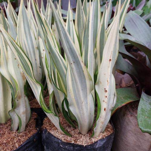 Jual Tanaman hias agave putih - Jakarta Barat - dayplant landscape ...