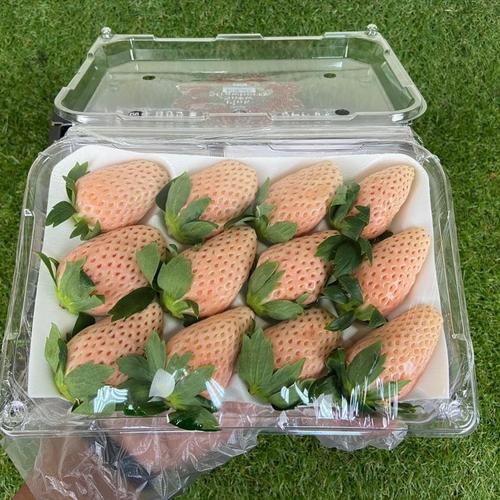 Jual Pinkberry Korea-Strawberry korea Putih - Jakarta Timur - Buah ...
