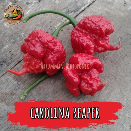 Jual Benih cabe CAROLINA REAPER RED jenis super pedas isi 4 biji - Kab ...