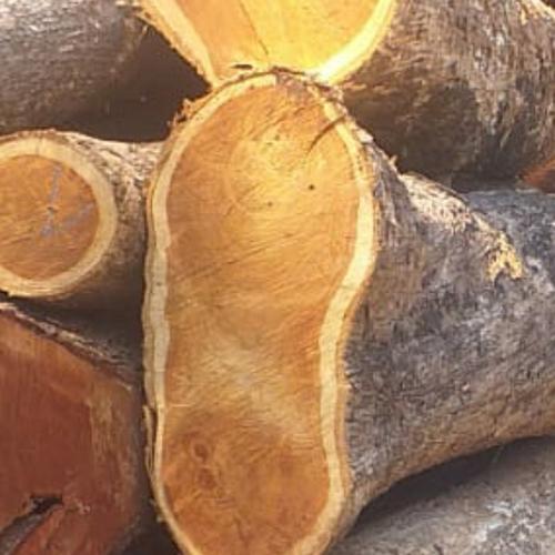 Jual LOG KAYU JATI - Kab. Jepara - Unicraft Furniture | Tokopedia