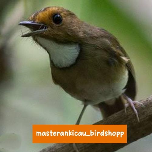 Jual burung sikatan kerongkongan putih bahan prospek jantan super ...