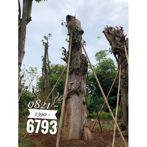 Jual Paket Pohon Bodhi Tree Plus Pasang Lingkar Batang 250-280Cm ...