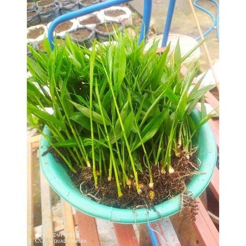 Jual bibit jahe merah semai usia 1 -2 bulan super siap tanam beli 100 ...
