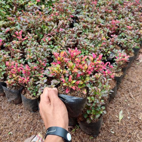 Jual tanaman portulaca krokot merah - Kab. Bogor - beautiful plant ...