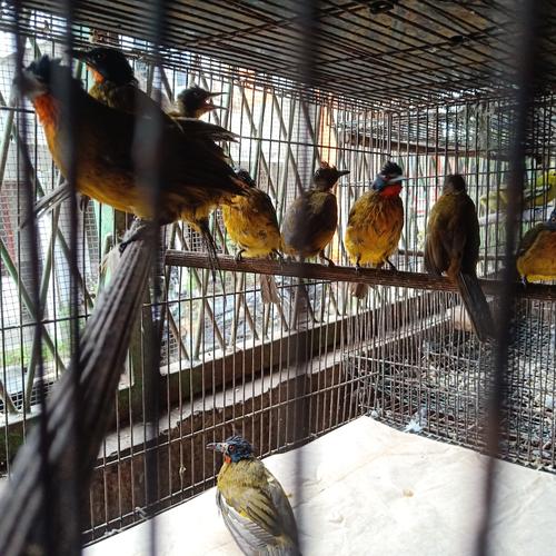 Jual burung aviary kutilang emas - Kab. Bogor - luak kampus petshop ...