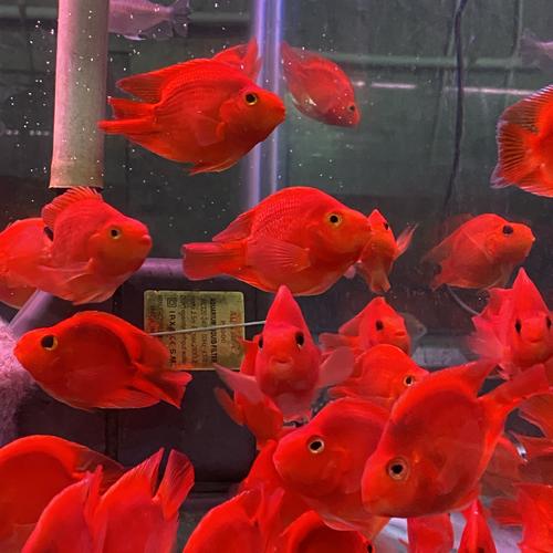 Jual Ikan red parrot tail - Kota Depok - ASHARIAQUARIUM | Tokopedia