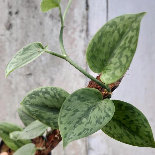 Jual Tanaman Hias Scindapsus Green Army Gum - Pot 3 - Kab. Kapuas Hulu ...