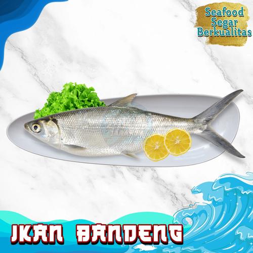 Jual Ikan bandeng JUMBO isi 1Ekor / Ikan bandeg segar besar - 1Ekor ...