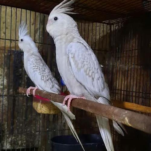 Jual FALK AUSTRALIA WF /FALK AUSTRALIA WHITE FACE - Jakarta Selatan ...