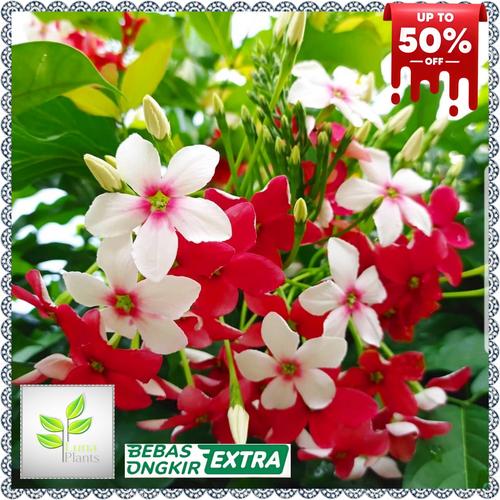 Jual bunga melati belanda - tanaman hias bunga melati belanda - Kab ...