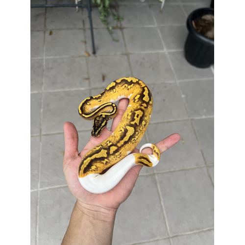 Jual ball python pied asphalt / yellowbelly pastel enchi female - Kab ...