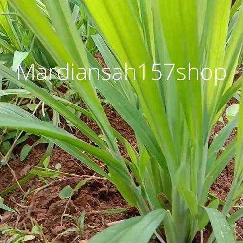 Jual Bibit rumput setaria sataria pakan ternak 1kg - 500 grm - Jakarta ...