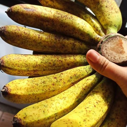 Jual Buah pisang barangan super | pisang medan super - 1 buah - Jakarta ...