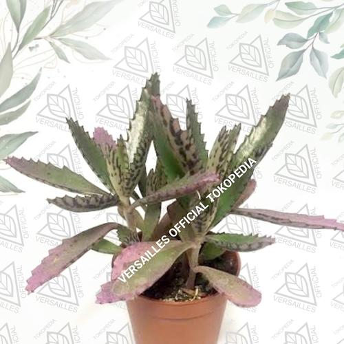 Jual Lenion Algator Plant Indoor/Outdoor Cantik Rare Tanaman Hias Bunga ...