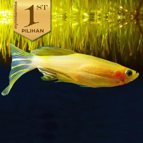 Jual Yellow Golden Danio Ikan Hias Aquascape Hiasan Aquarium Tanaman ...