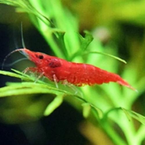 Promo Udang red cherry shrimp aquascape - Kota Tangerang Selatan ...