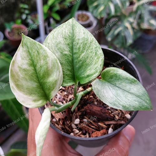 Jual Scindapsus moonlight variegata super star putih - Kota Denpasar ...