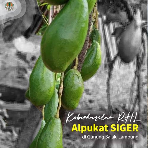 Jual bibit alpukat siger 1 sibatu ukuran 1 meter batang besar siap ...