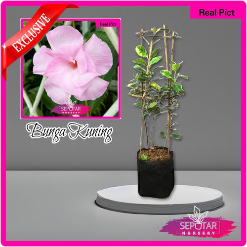 Jual tanaman hias mandevilla bunga pink - tanaman bunga mandevilla ...