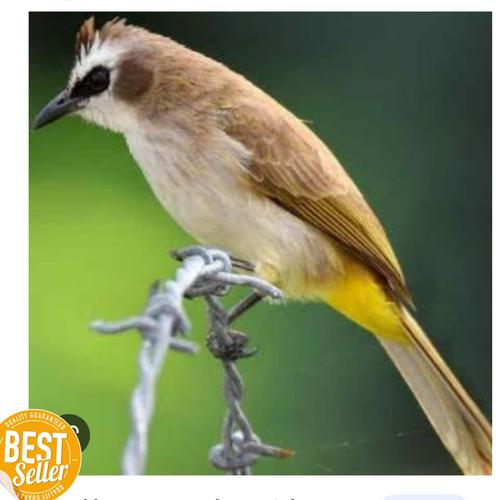 Jual burung trucuk trucukan Jatim body big - Jakarta Barat - koang ...