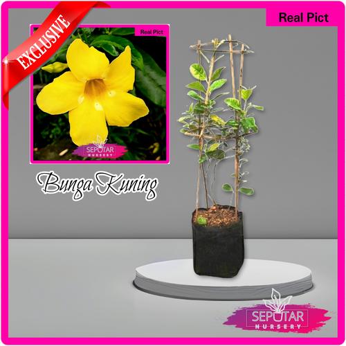 Jual tanaman hias mandevilla bunga kuning - tanaman bunga mandevilla ...