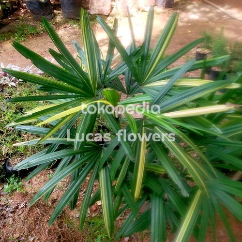 Jual palem waregu varigata tanaman hias regu - Kota Tangerang Selatan ...
