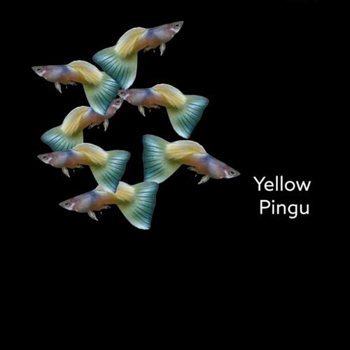 Promo Ikan Hias Guppy Metal Yellow Pingu - betina - Kota Depok ...