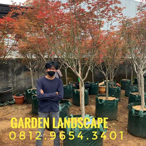 Jual Pohon Maple Merah | Tanaman Hias American Red Maple Terlaris - Kab ...