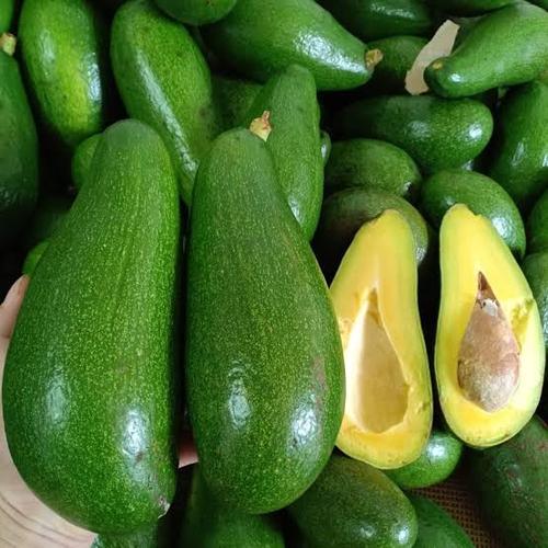 Jual bibit alpukat import bo khong ten ukuran 1 meter batang besar ...