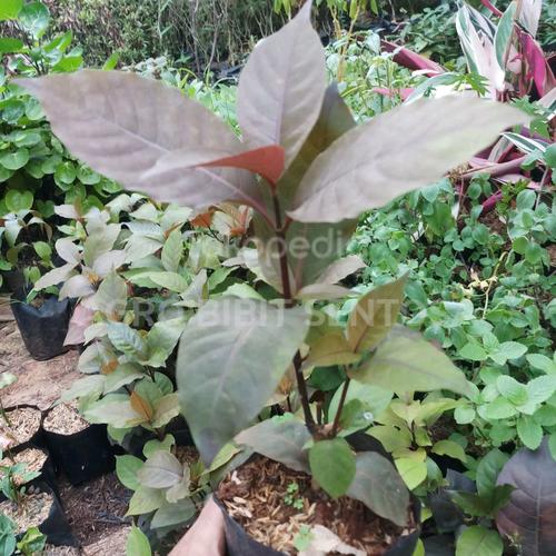 Jual bibit tanaman daun ungu handeleum obat herbal untuk wasir - Kota ...