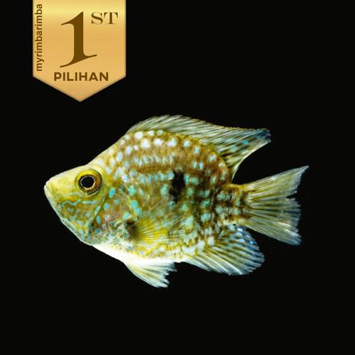 Jual Green Texas Cichlid Short Body Ikan Hias Aquascape Hiasan Aquarium ...