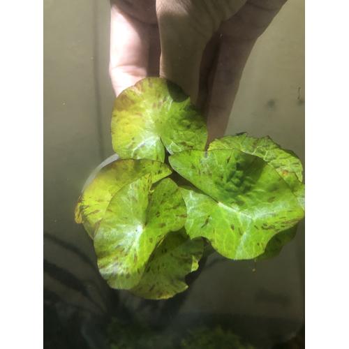 Jual Tanaman Green Tiger Lotus / Tiger Lotus Hijau Aquascape - Kota ...