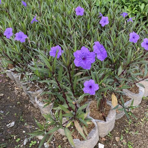 Jual Tanaman Ruellia Ungu Tinggi 30cm - Jakarta Barat - Little Bali ...
