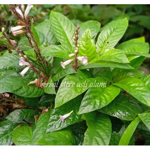 Jual Daun reundeu segar lalapan khas sunda - 1 kg - Kab. Bandung ...