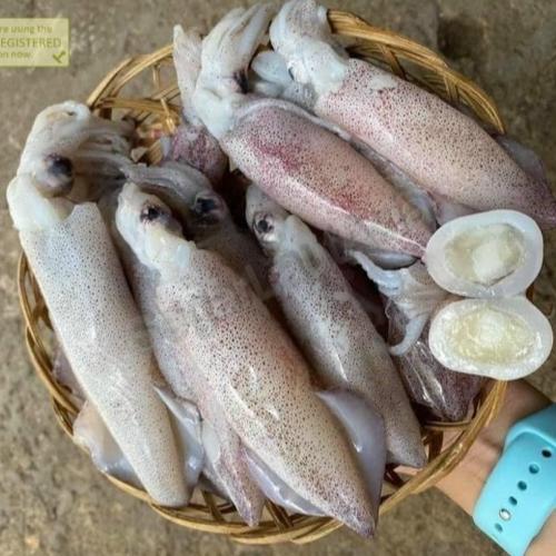 Jual Cumi Segar Cumi Telur Cumi Telor Segar 1Kg Seafood Hasil Laut ...