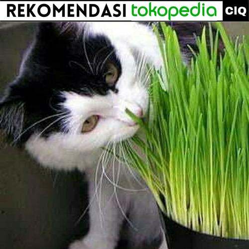 Jual Rumput Kucing Benih Wheatgrass Paket Lengkap [Benih, Pot 10cm ...