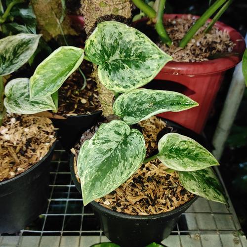Jual Scindapsus Exotica Marble Variegata - Kota Tangerang Selatan ...