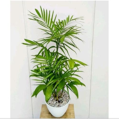 Jual Tanaman Hias Palem Bambu - Palm Komodoria - Kota Batu ...