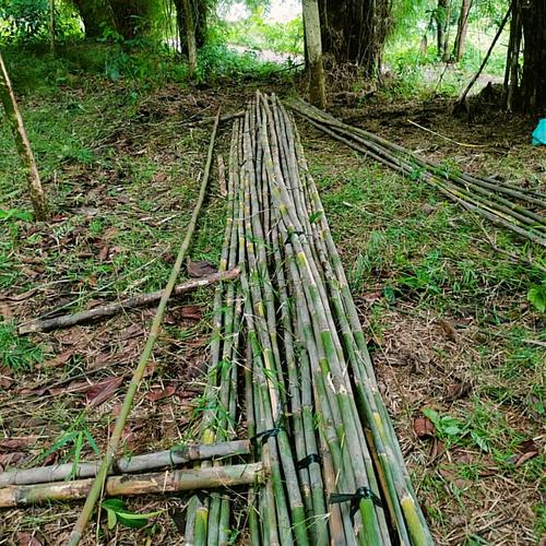 Jual tiang bambu bendera umbul.500 batang - Kab. Bogor - adon felora ...