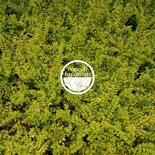 Jual Sunshine Ligustrum Legistrum Kuning - Kab. Pasuruan - Contoh ...