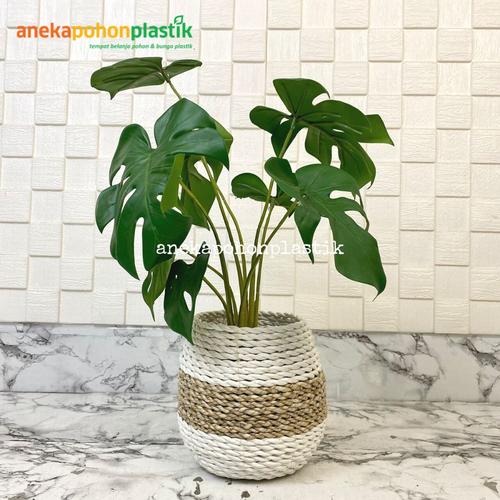 Jual Tanaman Hias Daun Monstera Akar X8 Latex + Cover Akasa Dekorasi ...