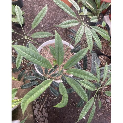 Jual schefflera albido bracteata roset - Kota Tangerang - Kebun Pinggir ...