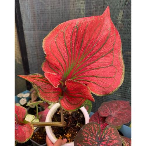 Jual Tanaman Hias Keladi Caladium Super Red Ceria Remaja dengan Pot ...