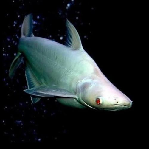 Jual Ikan Hias Patin Albino Putih Mata Hitam Mata Merah Ikan Hias ...